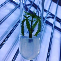 What is Hemp Tissue Culture?